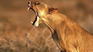 How this Theory of Your Preferred Animals can Examine Identity ...